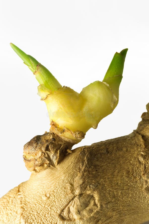 Sprouts in shape of heart stock photo. Image of diet - 100683770