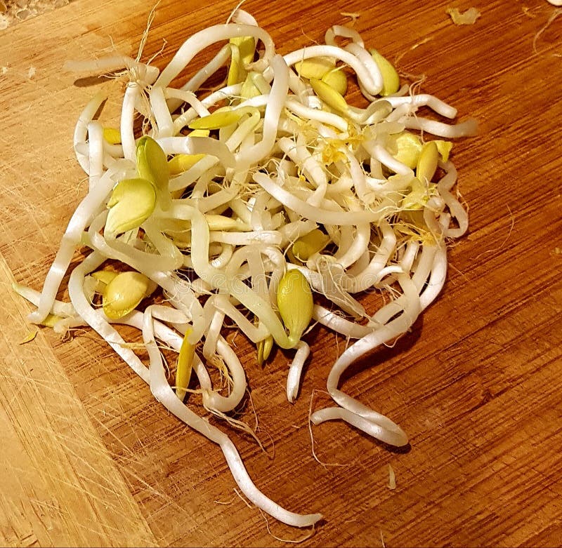 Sprouts from Spaghetti Squash Stock Image - Image of spaghetti, sprouts ...