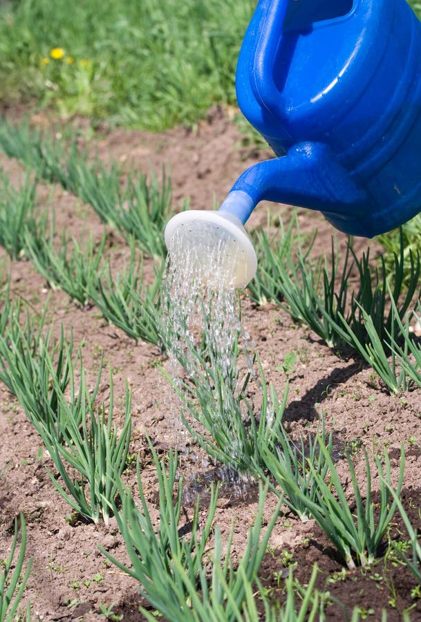 Spring Onion is Watered on the Vegetable Garden Cl Stock Photo - Image ...