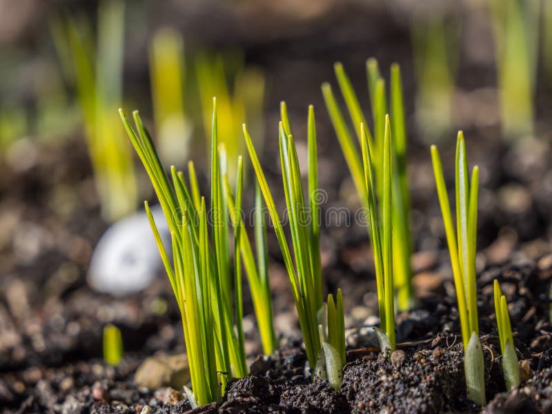Sprouts in Spring Sprouting Time Stock Image - Image of cultivation ...