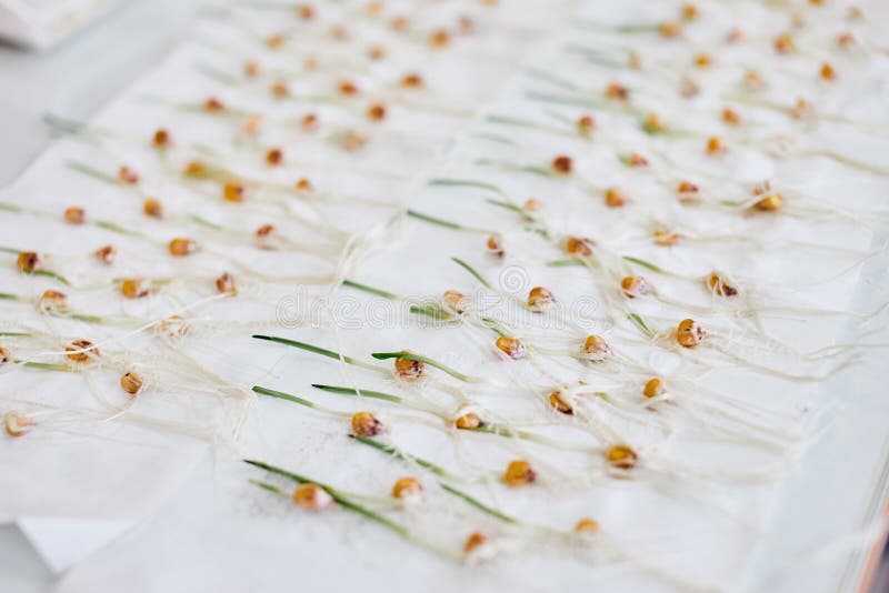 Sprouts Sprouted Closeup Agriculture on White Cloth Stock Image - Image ...
