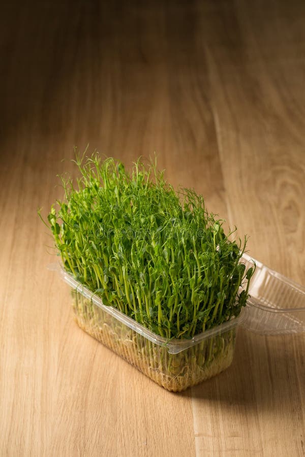 Sprouted Peas in the Tray. Fresh Green Salad of Pea Shoots Stock Photo ...