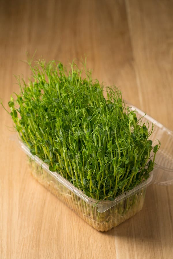 Sprouted Peas in the Tray. Fresh Green Salad of Pea Shoots Stock Photo ...