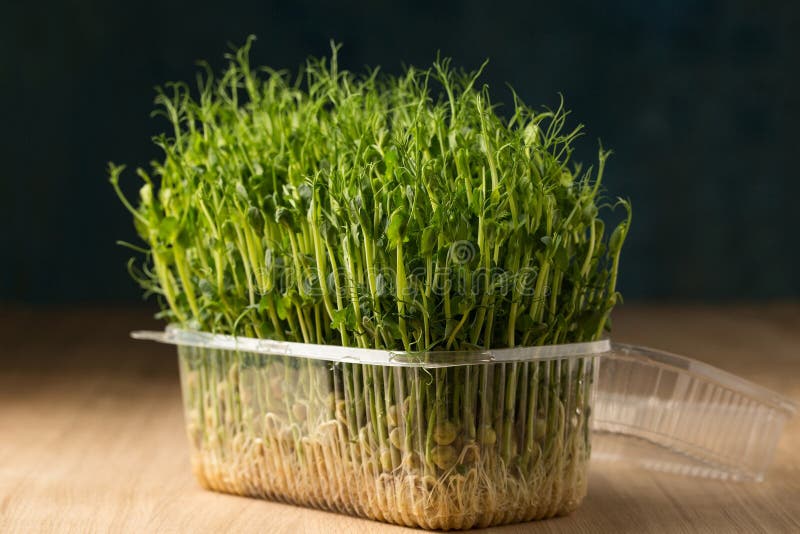 Sprouted Peas in the Tray. Fresh Green Salad of Pea Shoots Stock Photo ...