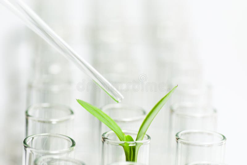 Plants and laboratory stock photo. Image of pipeptte - 15996600