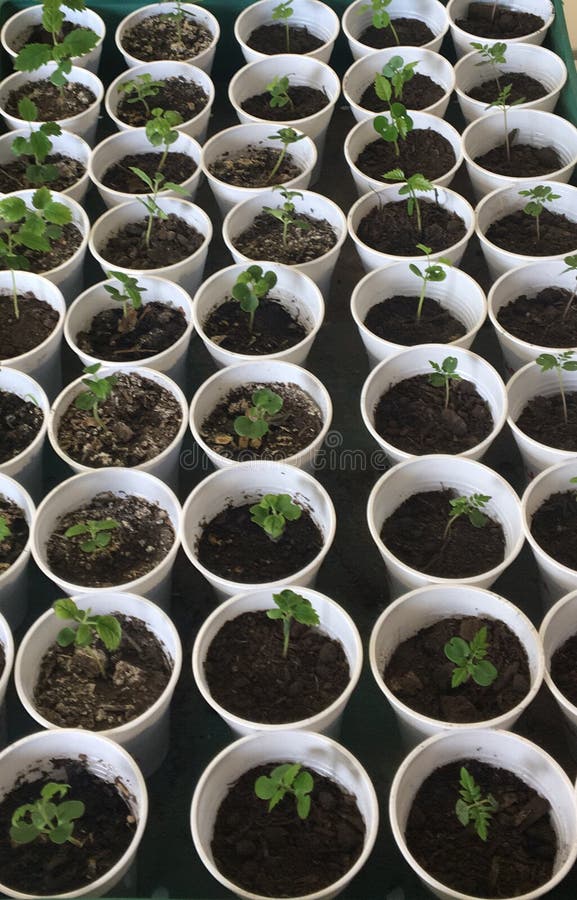 Sprouts of a Tree Germination. Stock Photo - Image of flora, growing ...