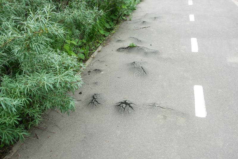 Sprouts from Tree Roots Break through the Asphalt. Stock Photo - Image ...