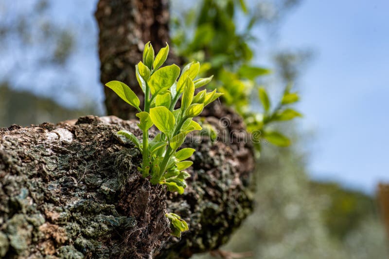 Sprouts on tree stock photo. Image of earth, ecology - 179722798