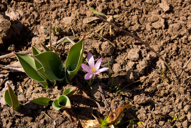 The Sprouts of Tulips and Crocus . the First Flowers of Spring Stock ...