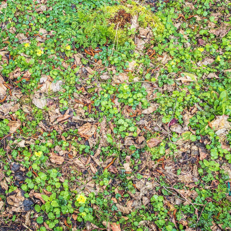 Sprouts of Various Green Grasses, Fallen Tree Leaves, Buds and Branches ...