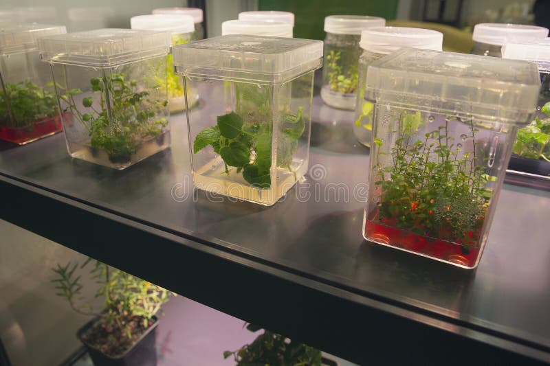 Sprouts of Various Plants Sprout in Containers Stock Photo - Image of ...