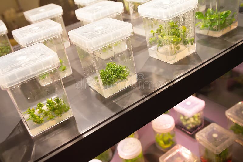 Sprouts of Various Plants Sprout in Containers Stock Photo - Image of ...