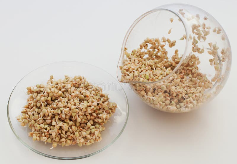 Germinated Seeds of Cress, Radish, Wheat Stock Photo - Image of fresh ...