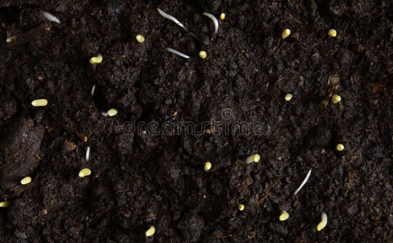 Sprouts of Wheat on the Ground Stock Photo - Image of grain, spring ...