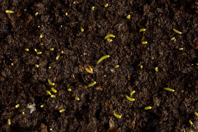 Sprouts of Wheat on the Ground Stock Photo - Image of young, wheat ...