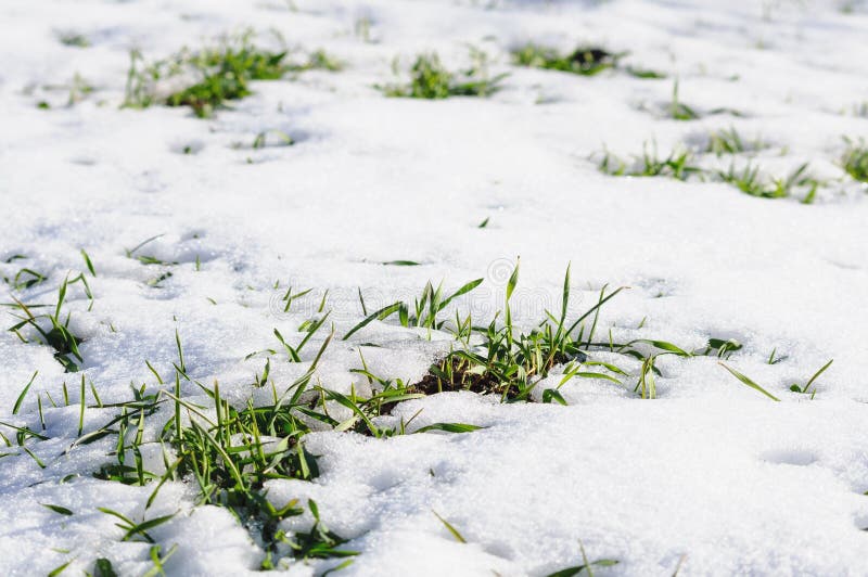 Sprouts of Winter Crops are Visible through the Snow Melt. Green Stalks ...