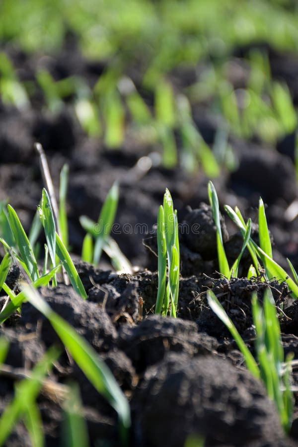 Sprouts of Winter Wheat Sprout in the Field Field in the Foreground ...