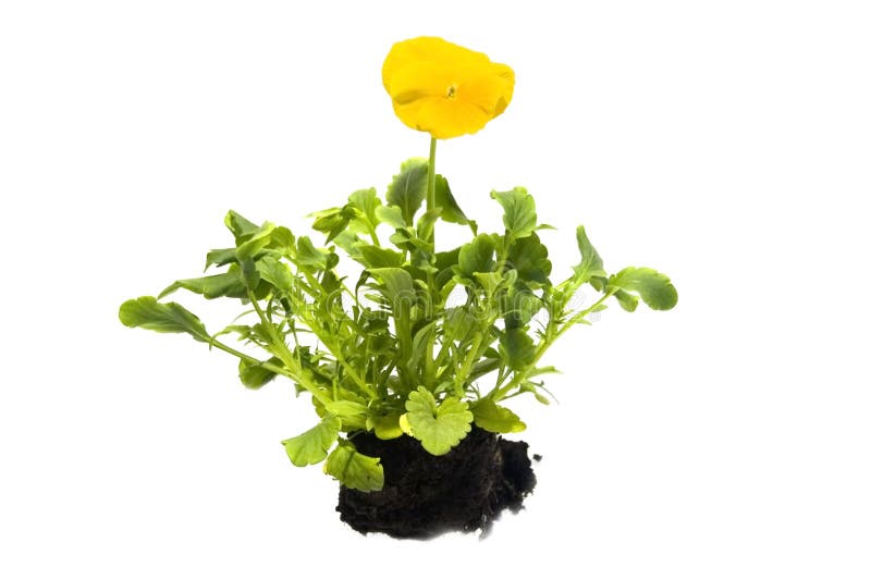 Sprouts of yellow pansy stock image. Image of sprouts - 5097955
