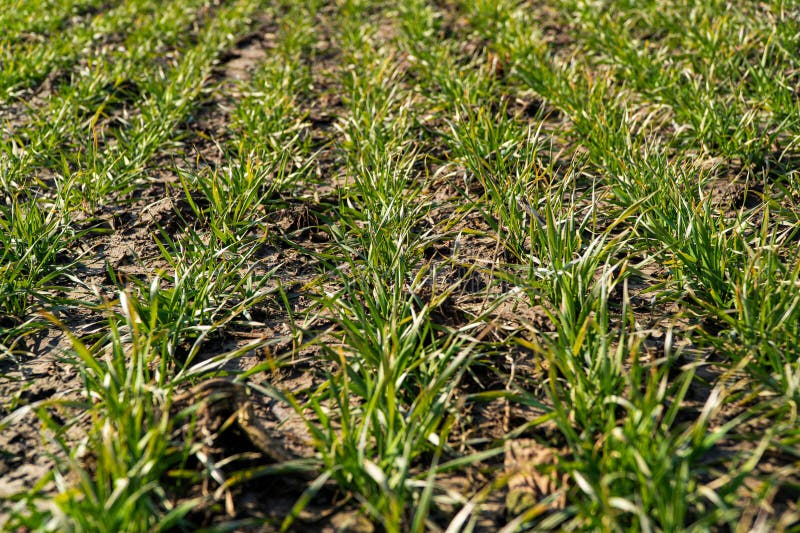 Sprouts of Young Barley or Wheat. Young Wheat Growing in the Field Neat ...