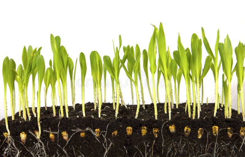Sprouts of Young Corn with Roots. Plant Growth. Stock Photo - Image of ...