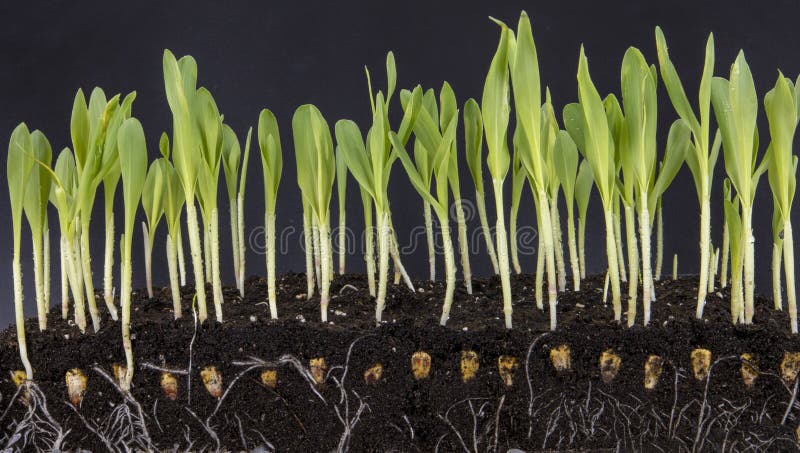 Sprouts of Young Corn with Roots. Plant Growth. Stock Image - Image of ...