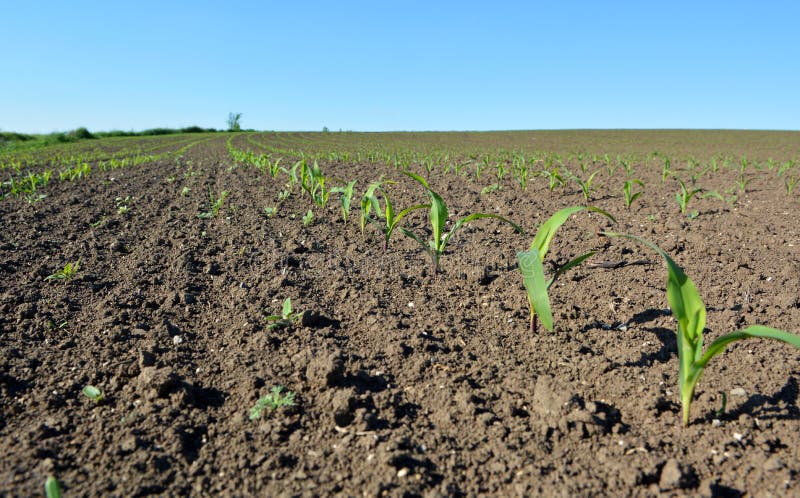 Sprouts of Young Corn Sprouted on the Farm Field Stock Image - Image of ...