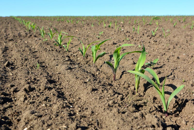Sprouts of Young Corn Sprouted on the Farm Field Stock Image - Image of ...