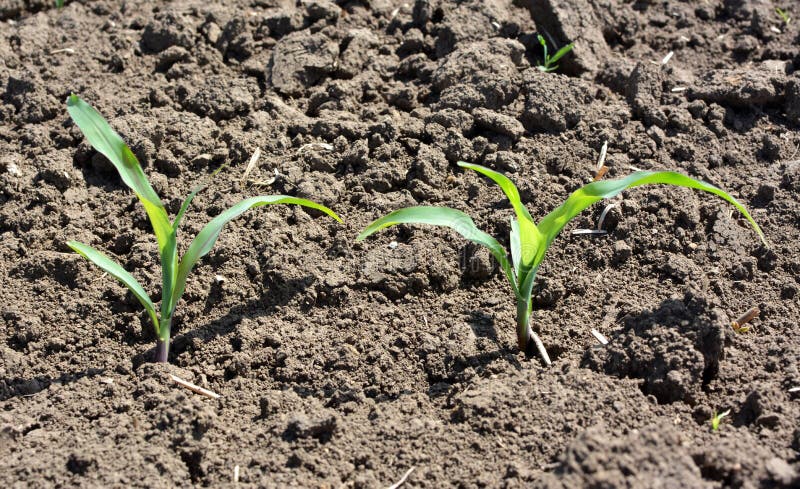 Sprouts of Young Corn Sprouted on the Farm Field Stock Image - Image of ...