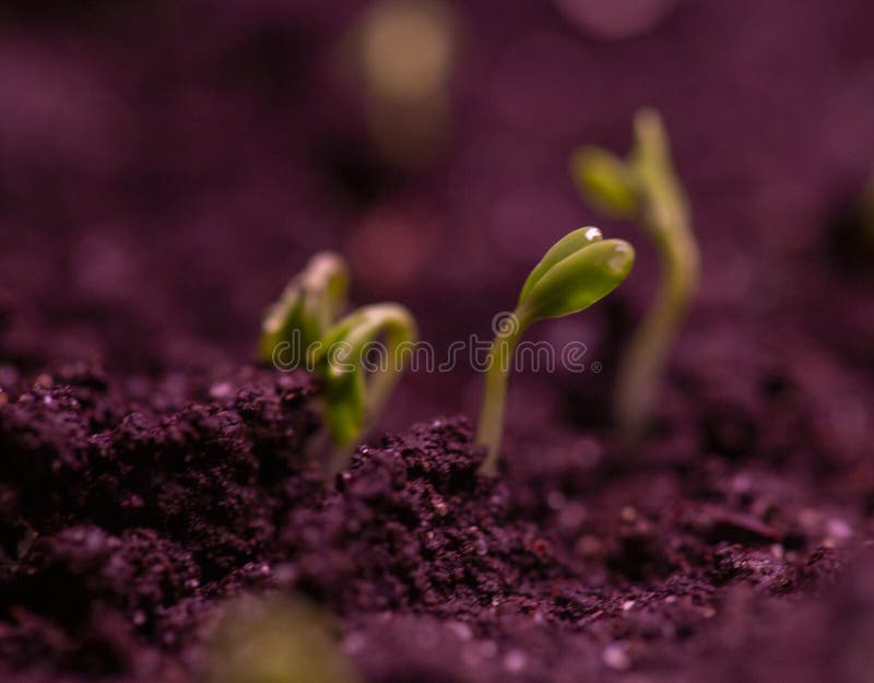 Sprouts of Young Greenery in the Ground, in Early Spring Stock Image ...