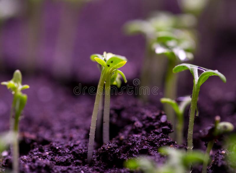 Sprouts of Young Greenery in the Ground, in Early Spring Stock Photo ...