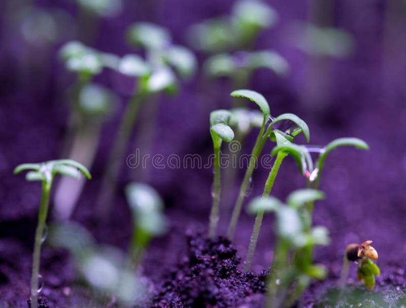 Sprouts of Young Greenery in the Ground, in Early Spring Stock Image ...