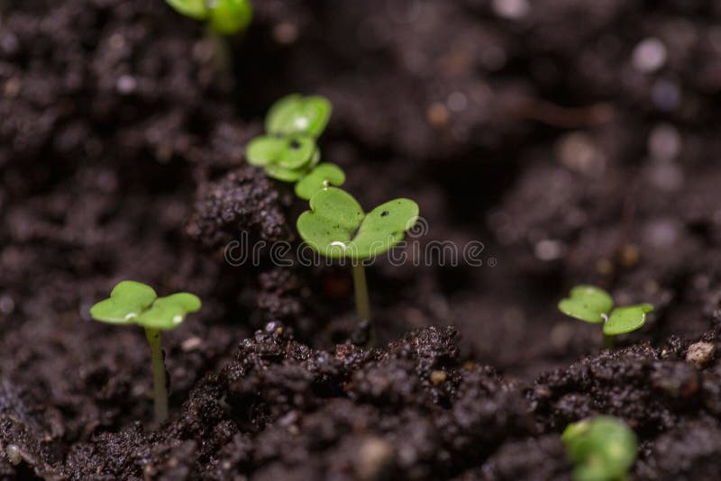 Sprouts of Young Greenery in the Ground, in Early Spring Stock Photo ...