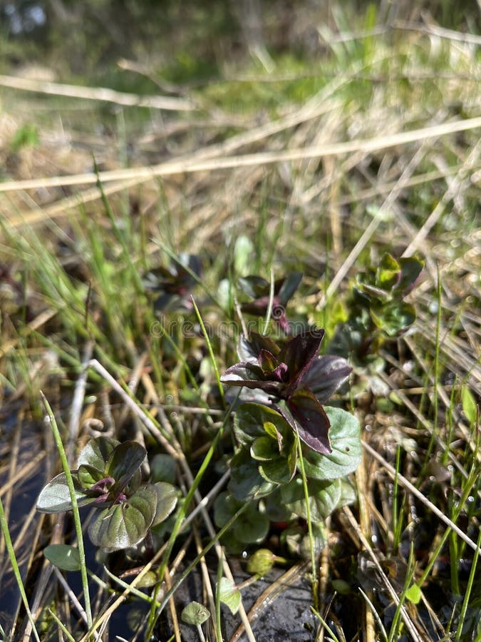 Sprouts of Young Mint Grow from Dry Grass. Spring Stock Image - Image ...