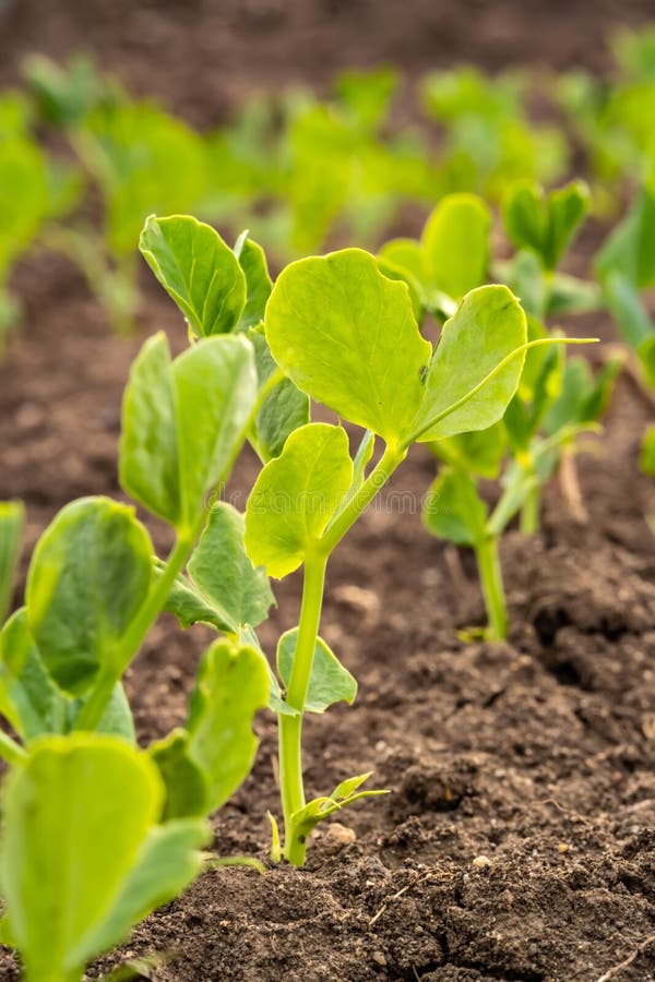 Sprouts of Young Peas in a Field in Rows Stock Image - Image of nature ...