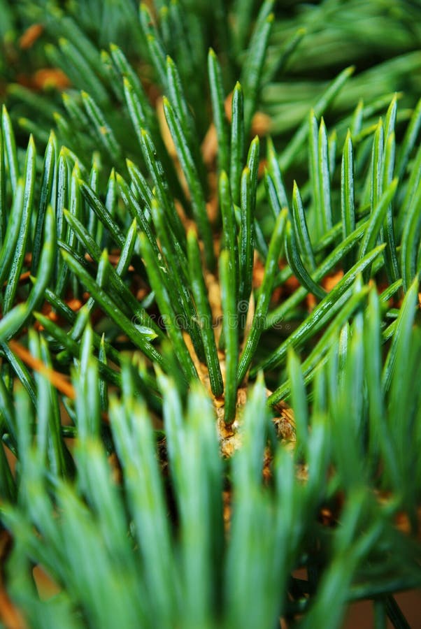 Spruce. stock photo. Image of pine, beauty, decorative - 15768080