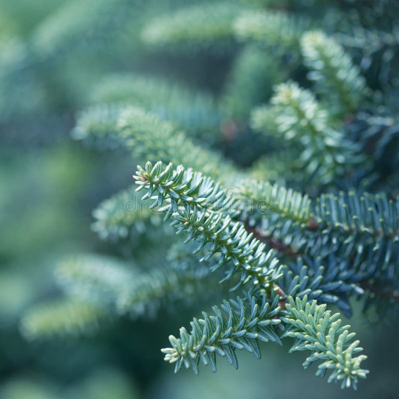Spruce stock photo. Image of season, sprig, shallow, background - 29055096