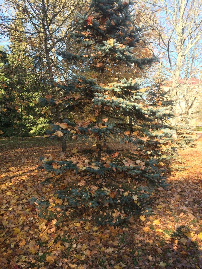 Spruce in Autumn during Leaf Fall Stock Photo - Image of leaf, leaves ...