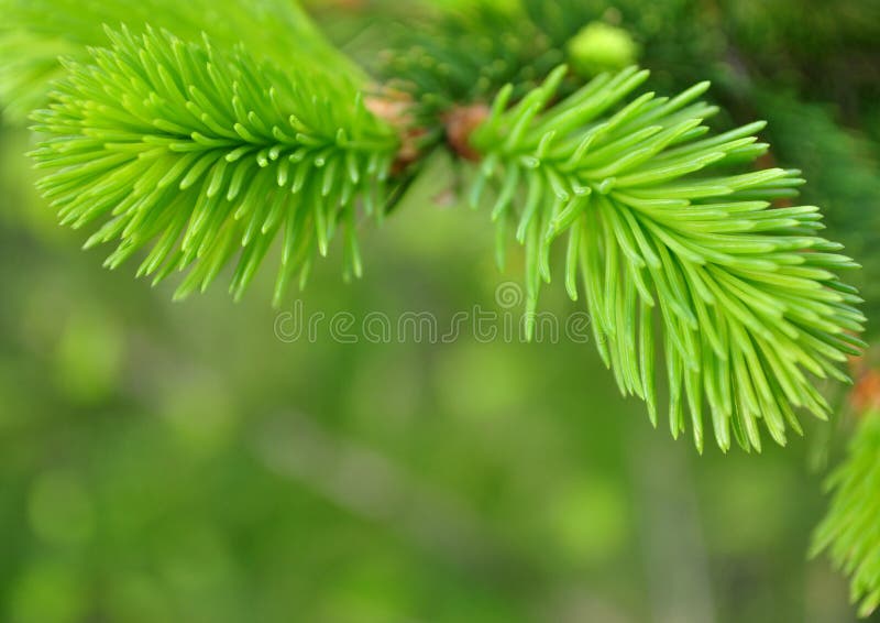 Spruce, background stock image. Image of spruce, focus - 25046373