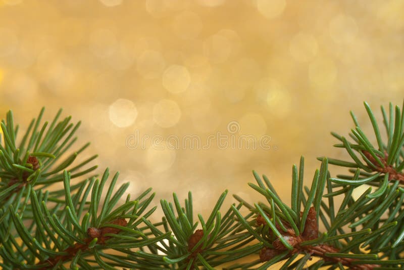 Spruce background stock photo. Image of spruce, green - 28108406