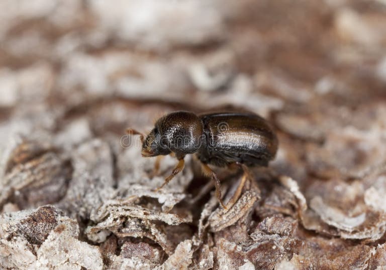 Spruce Bark Beetle on Wood. Stock Image - Image of beetle, color: 14449093