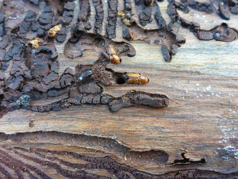 Spruce Bark with Bark Beetles Stock Image - Image of insect, insects ...
