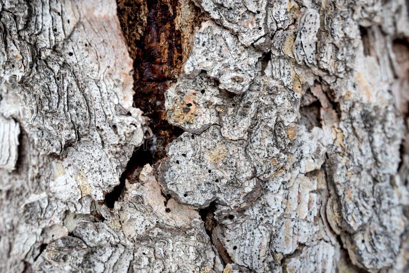 Spruce bark macro stock photo. Image of design, crack - 87450608
