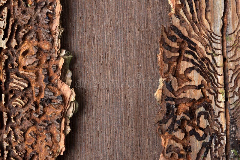 Spruce Bark with Pattern from Bark Beetles. Stock Photo - Image of bark ...