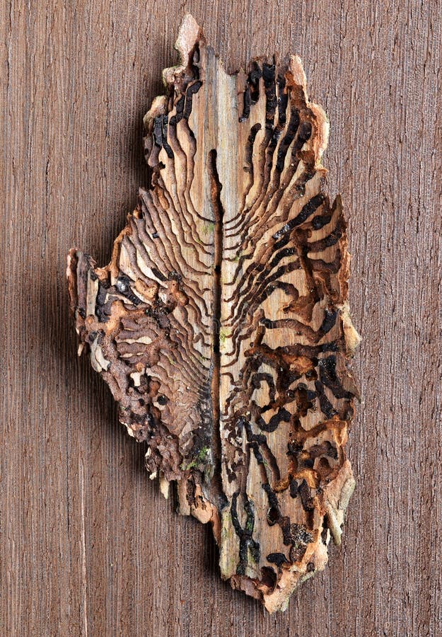 Spruce Bark with Pattern from Bark Beetles. Stock Image - Image of wood ...