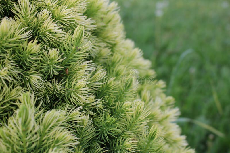 Spruce stock image. Image of blurred, fuzzy, tree, park - 321502445