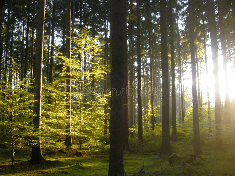 Spruce and Beech Trees in the Forest at Daylight, Sunlight,sun, Grass ...