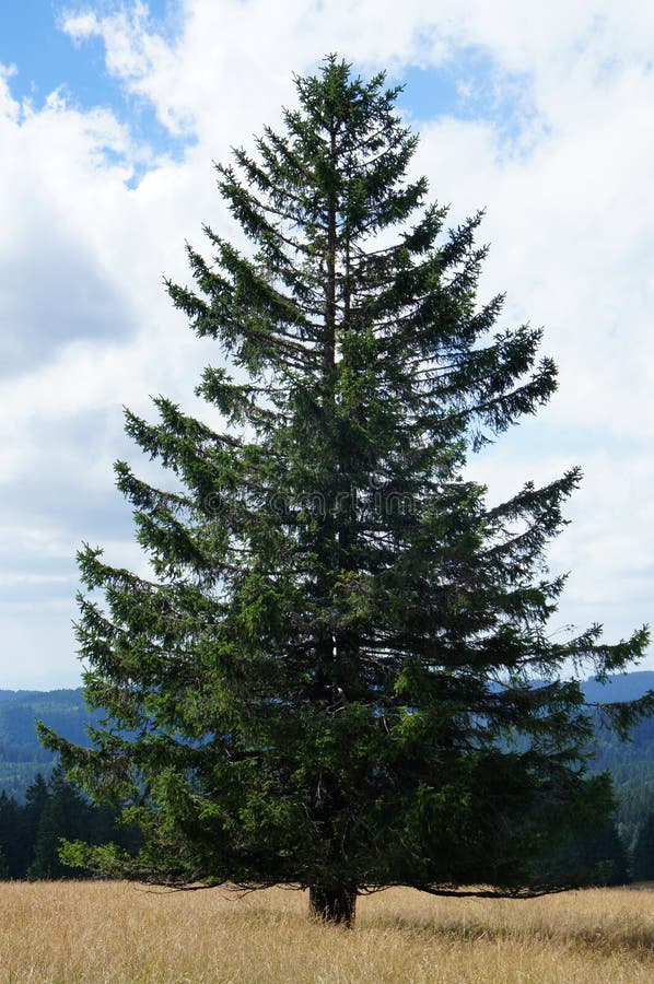Spruce in the Black Forest stock image. Image of tree - 42371025