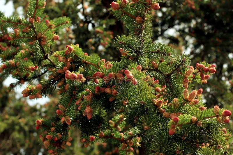 Spruce Blossoms Young Sprouts in the Forest Stock Photo - Image of ...