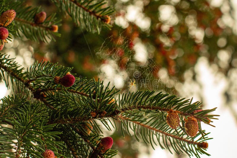 Spruce Blossoms Young Sprouts in the Forest Stock Image - Image of ...
