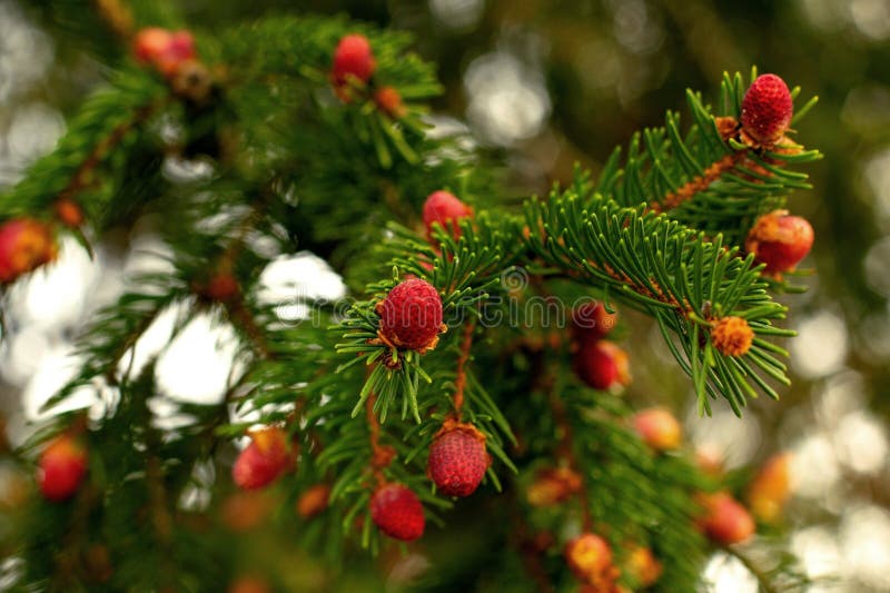 Spruce Blossoms Young Sprouts in the Forest Stock Photo - Image of ...